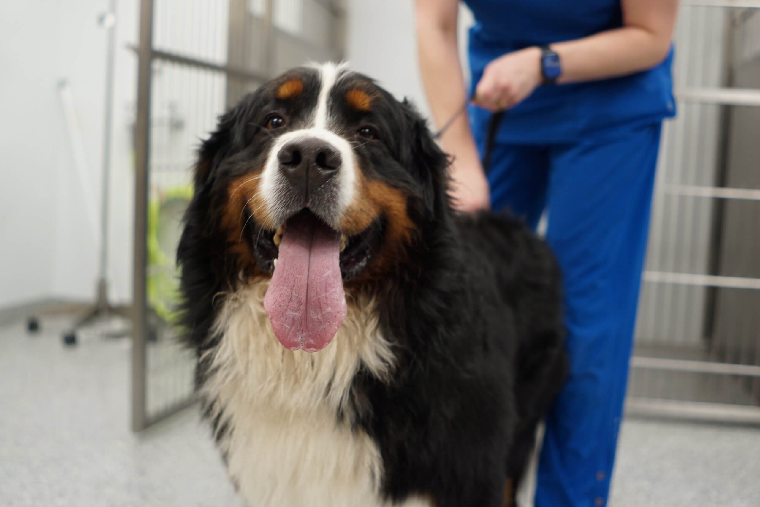 Scary Health Emergencies in Pets - Emergency Vet Hospital